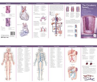 Anatomical Chart Company's Illustrated Pocket Anatomy: The Circulatory ...