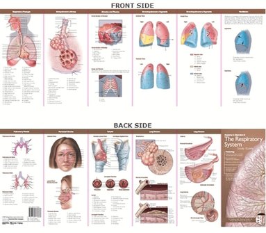 Anatomical Chart Company's Illustrated Pocket Anatomy: Anatomy ...