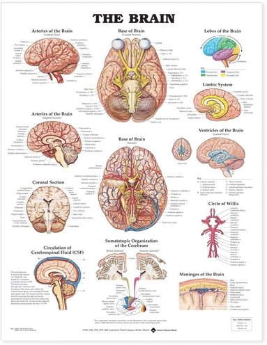Brain Anatomical Chart - Wall Chart Laminated (9781587791055) | Bokus