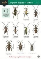 Guide to longhorn beetles of Britain - Wil Heeney, Katy Potts - Häftad ...