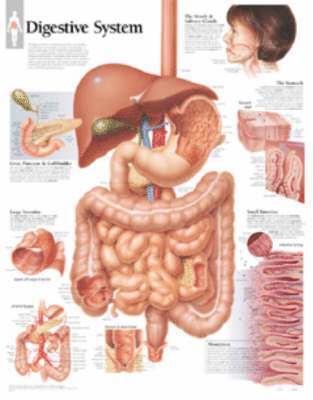Digestive System Laminated Poster - Scientific Publishing - Poster ...