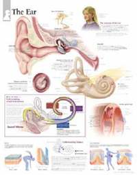 The Ear, Paper Chart - Scientific Publishing - Häftad (9781930633568 ...