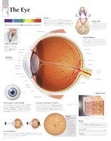 Eye Laminated Poster - Scientific Publishing - Poster (9781930633599 ...