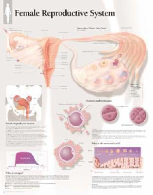 Female Reproductive System Laminated Poster - Scientific Publishing ...