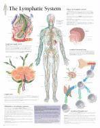 Lymphatic System Paper Poster - Scientific Publishing - Poster ...