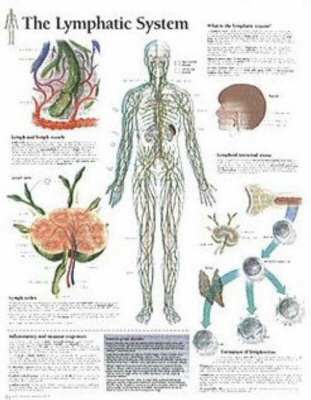 Lymphatic System Laminated Poster - Scientific Publishing - Poster ...