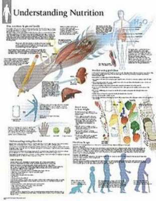 Understanding Nutrition Laminated Poster - Scientific Publishing ...