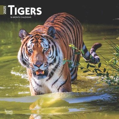 Tigers 2025 12 X 24 Inch Monthly Square Wall Calendar Plastic-Free ...