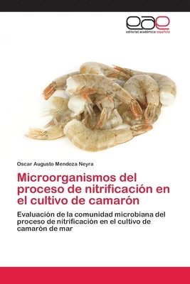Microorganismos del proceso de nitrificacin en el cultivo de camarn ...