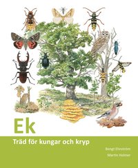 Ek : träd för kungar och kryp - Bengt Ehnström - Häftad (9789188083371 ...